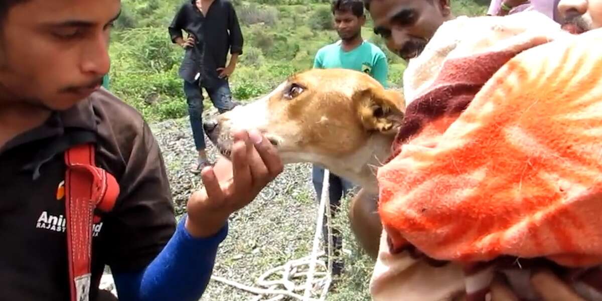 Meet The Heroes Who Save Animals Every Single Day - The Dodo