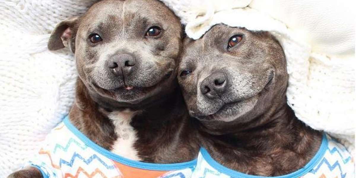 Pit Bull Brothers Are Literally The Coolest Kids Around - The Dodo