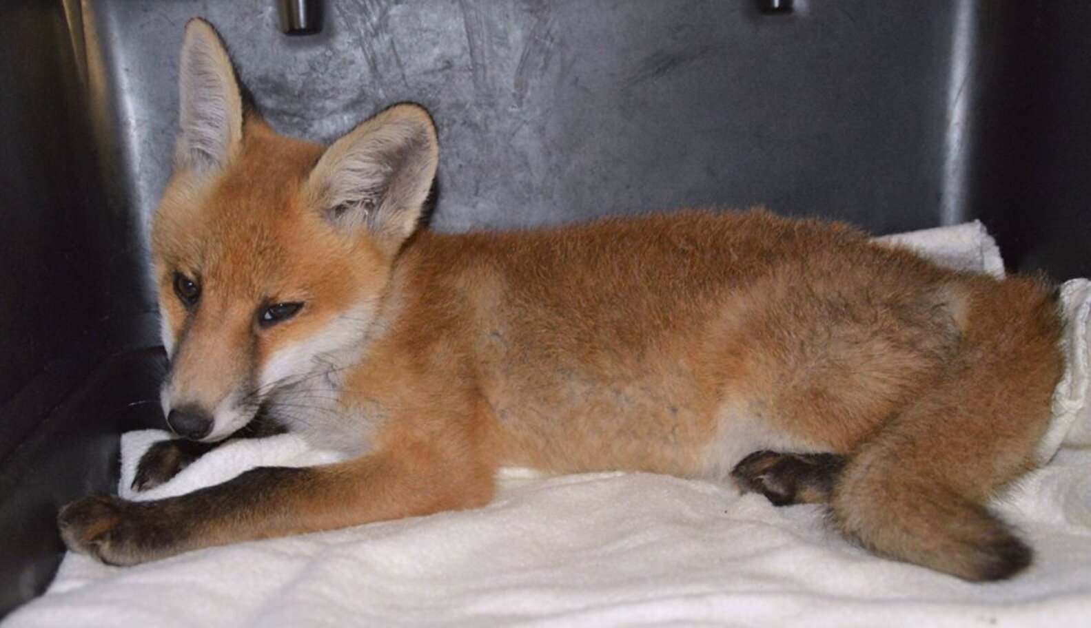 Little Injured Fox Drags His Legs To Man Who Can Help Him - The Dodo