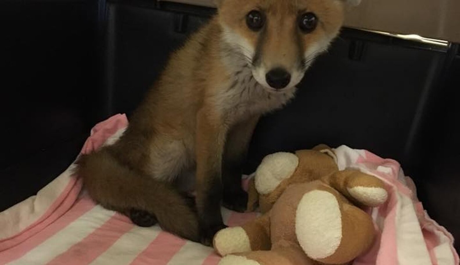 Little Injured Fox Drags His Legs To Man Who Can Help Him - The Dodo
