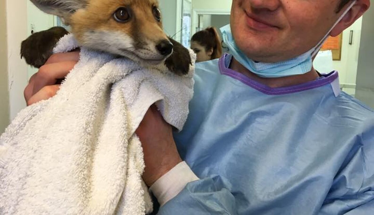 Little Injured Fox Drags His Legs To Man Who Can Help Him - The Dodo