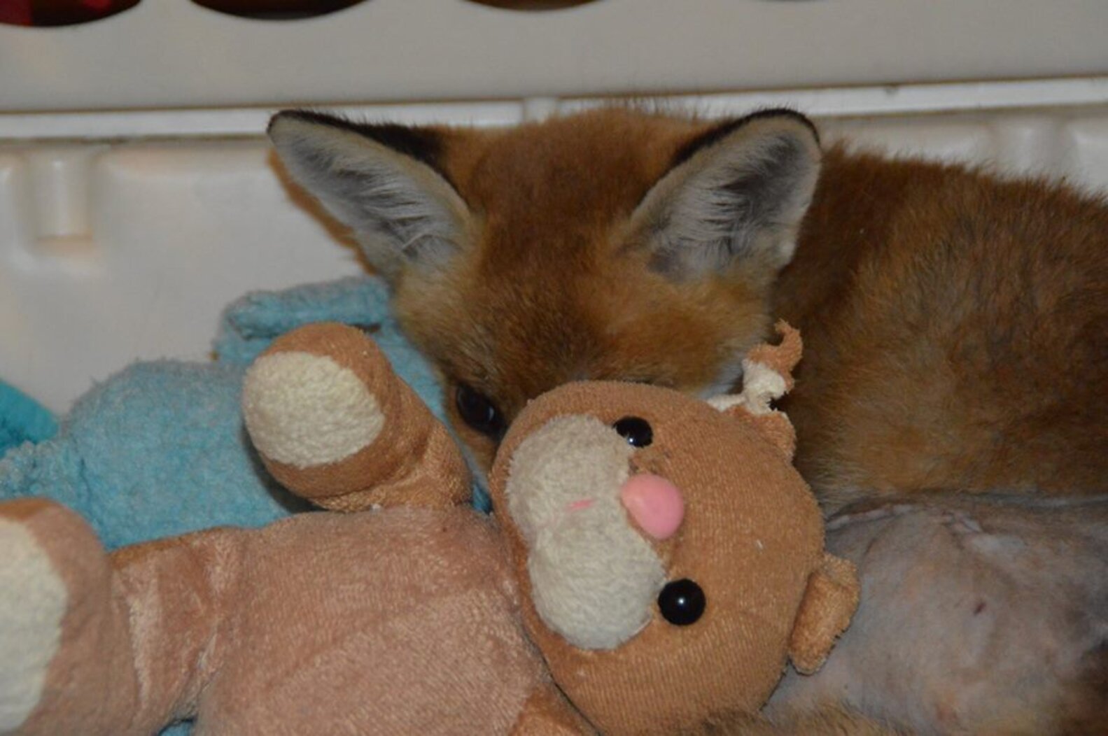 Little Injured Fox Drags His Legs To Man Who Can Help Him - The Dodo