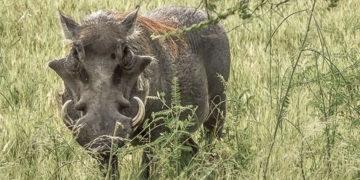 Warthogs: The Cutest Ugly Animal In Africa - The Dodo