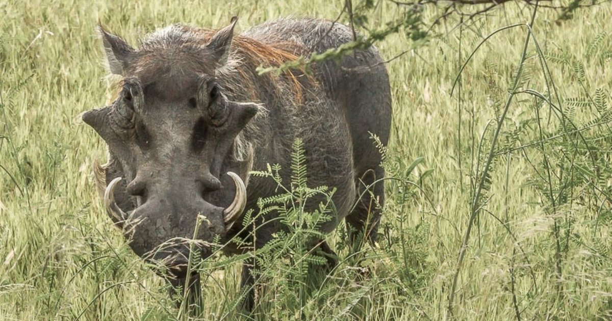 Warthogs: The Cutest Ugly Animal In Africa - The Dodo