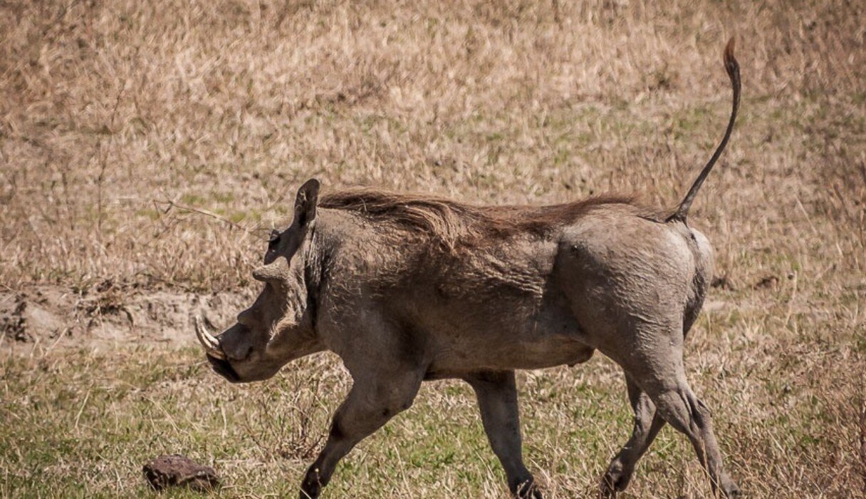 Warthogs: The Cutest Ugly Animal In Africa - The Dodo