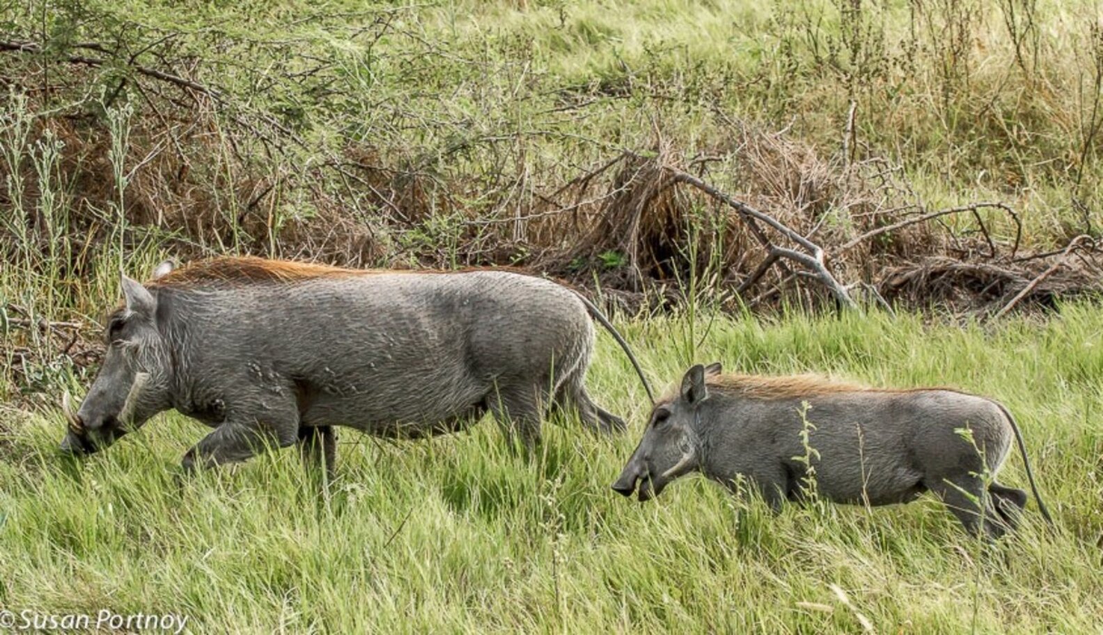 Warthogs: The Cutest Ugly Animal In Africa - The Dodo
