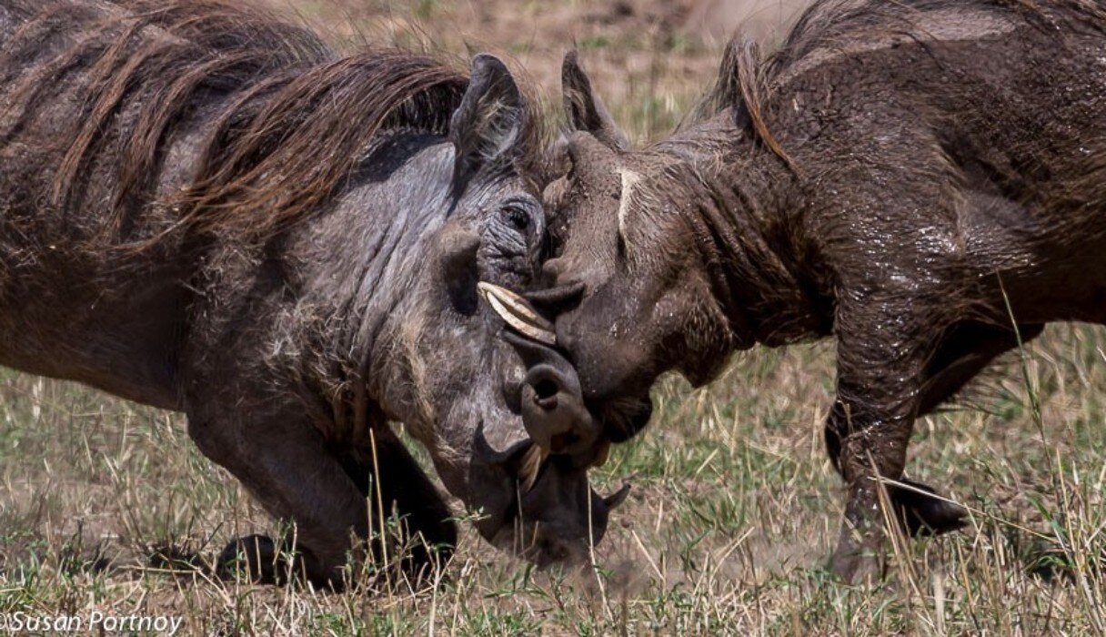 Warthogs: The Cutest Ugly Animal In Africa - The Dodo