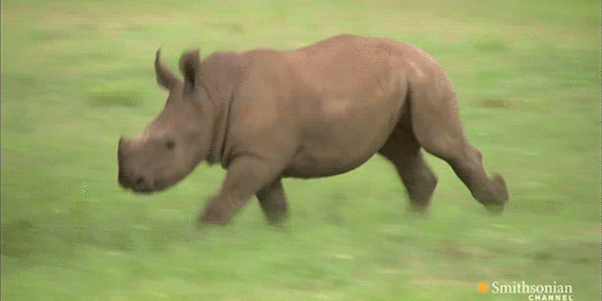 Orphaned Baby Rhino Runs Joyfully With Her Rescuers - The Dodo
