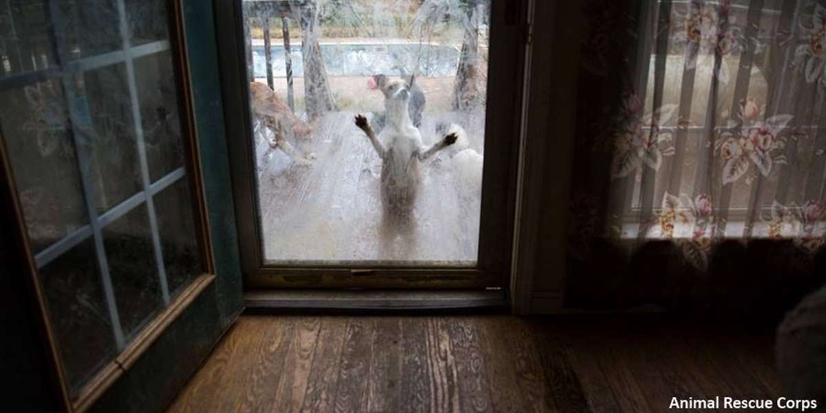 This Is The Horrifying Reality Of An Overwhelmed Animal Shelter - The Dodo