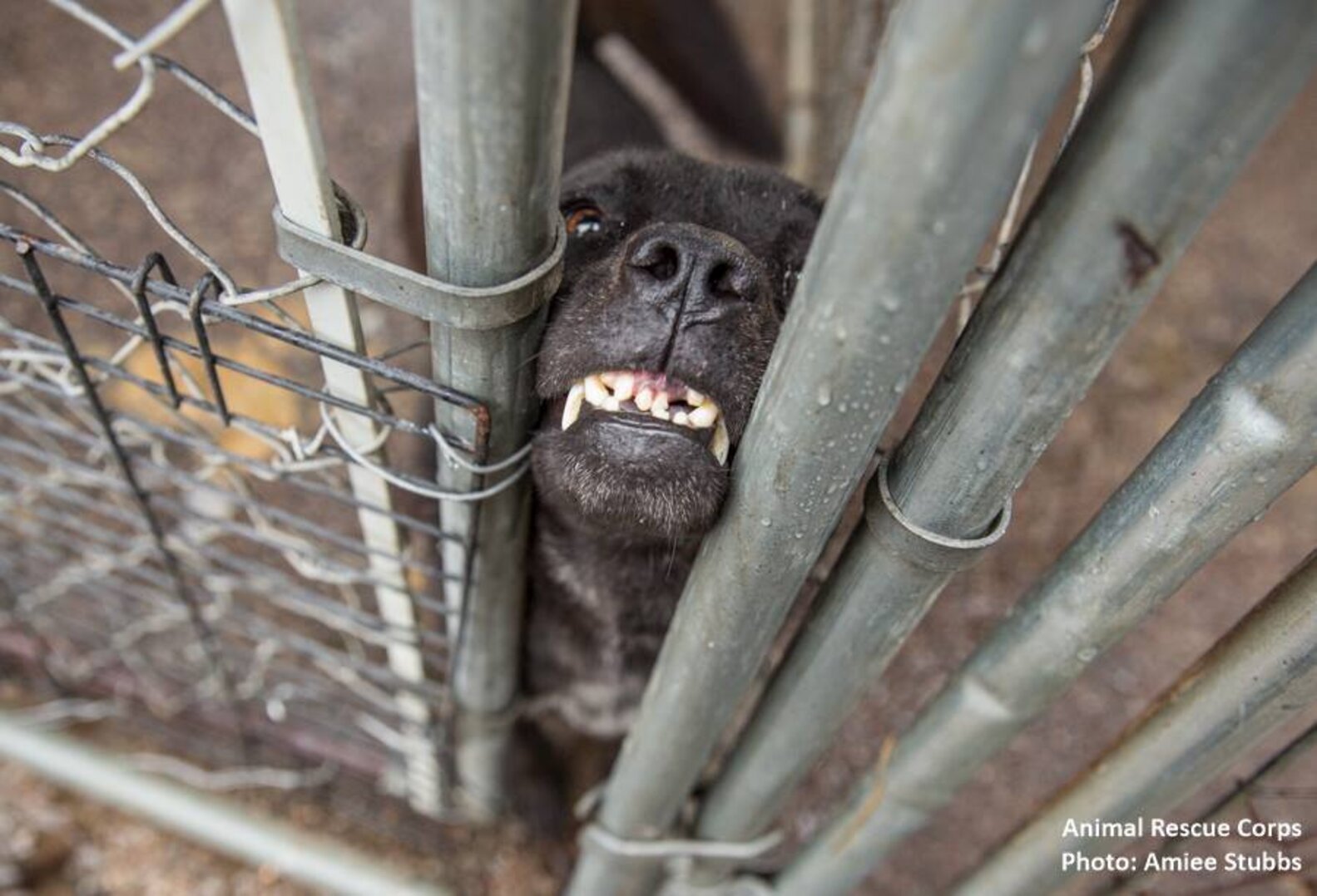 This Is The Horrifying Reality Of An Overwhelmed Animal Shelter - The Dodo