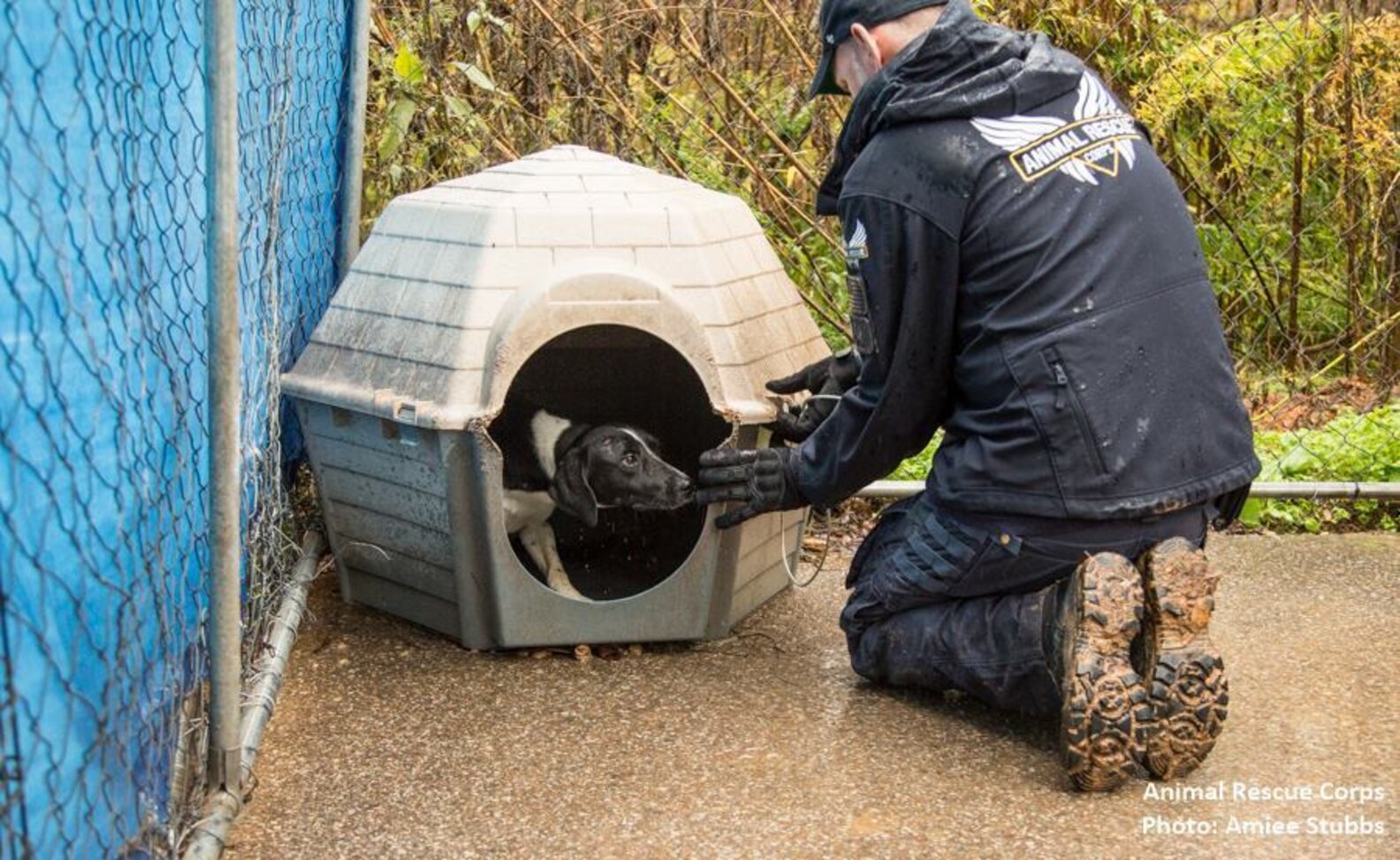 This Is The Horrifying Reality Of An Overwhelmed Animal Shelter - The Dodo