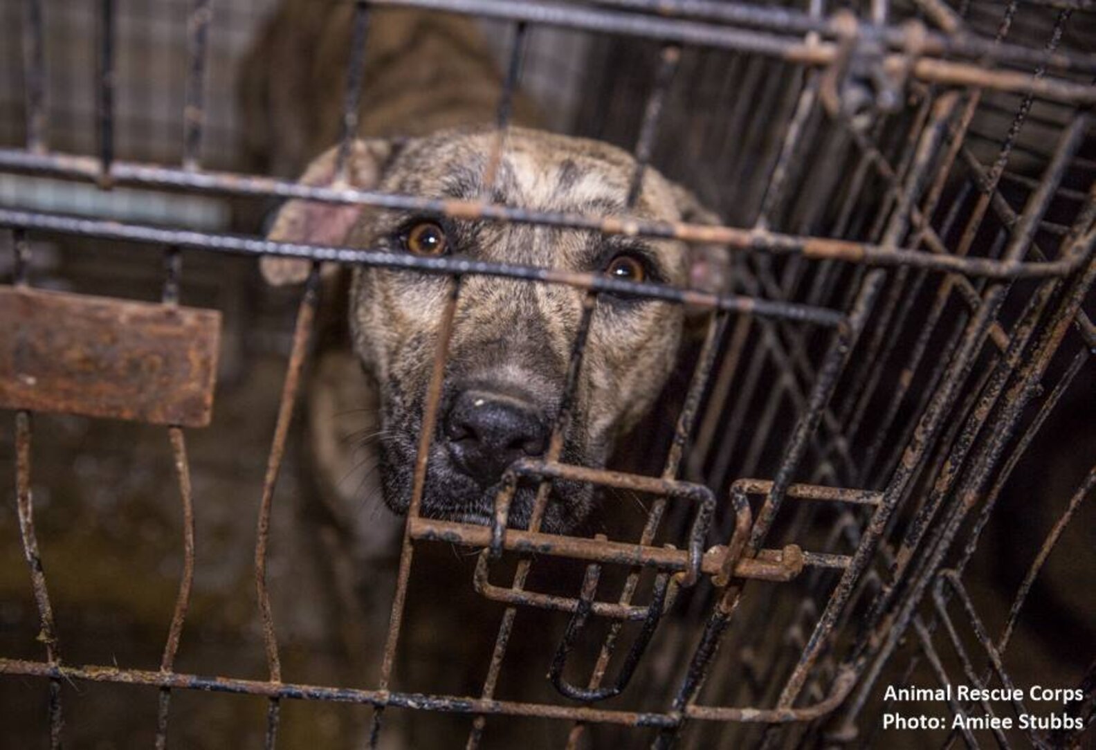 This Is The Horrifying Reality Of An Overwhelmed Animal Shelter - The Dodo