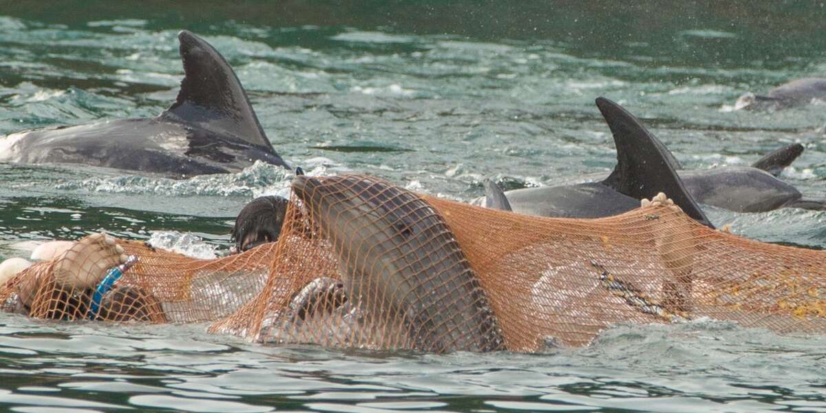 World's Leading Zoo Association Ignores Terrible Animal Cruelty - The Dodo