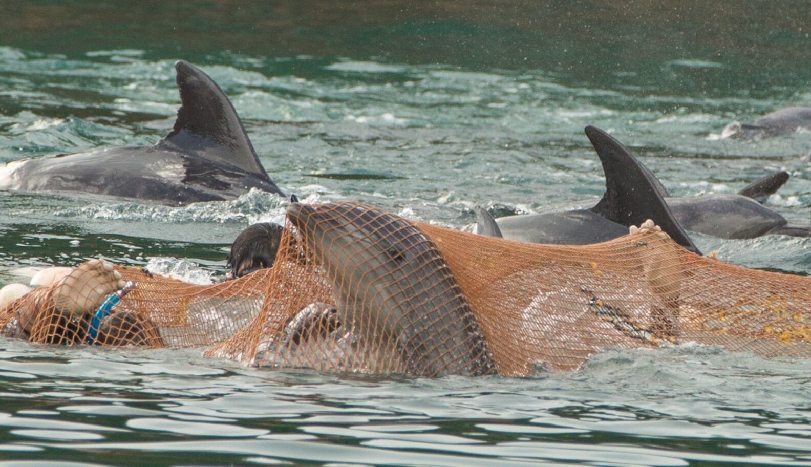 World's Leading Zoo Association Ignores Terrible Animal Cruelty - The Dodo