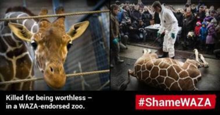 World's Leading Zoo Association Ignores Terrible Animal Cruelty - The Dodo