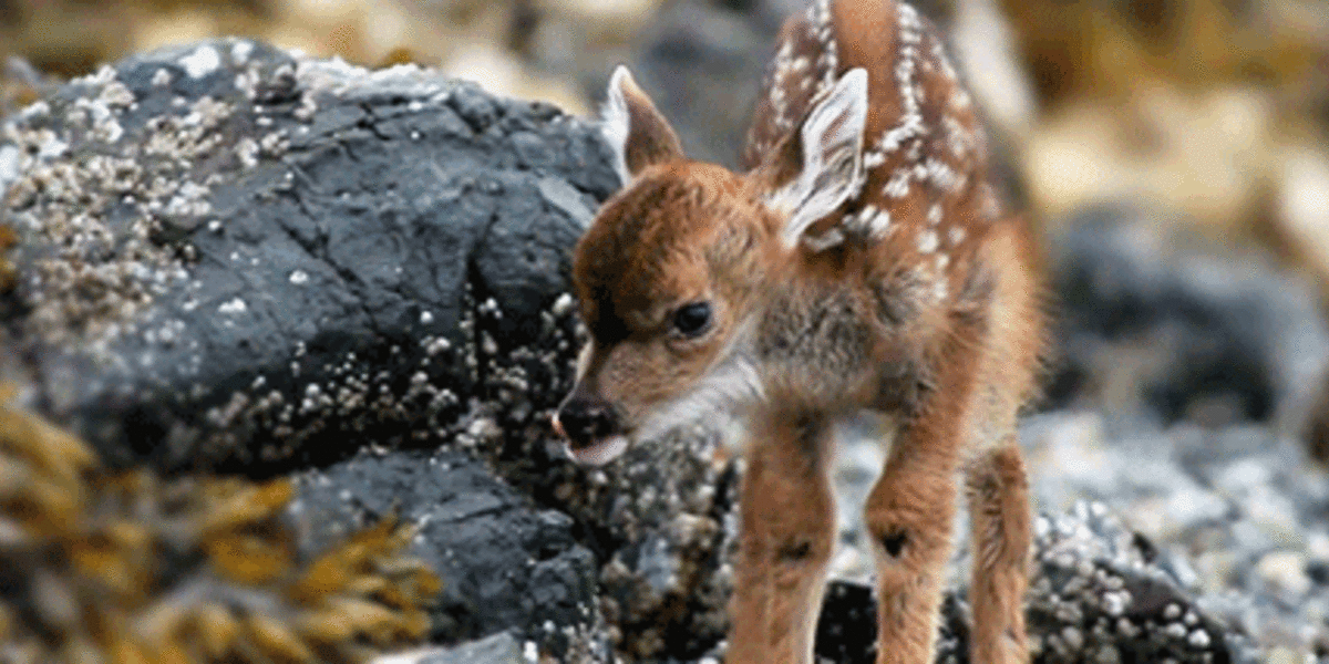 Don’t Touch that Fawn! Human Interference “Does” More Harm Than Good ...