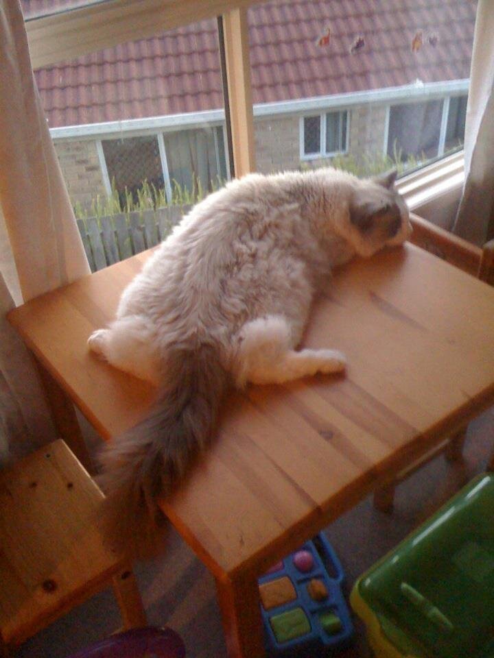 37 Cats Who Are Flat - The Dodo