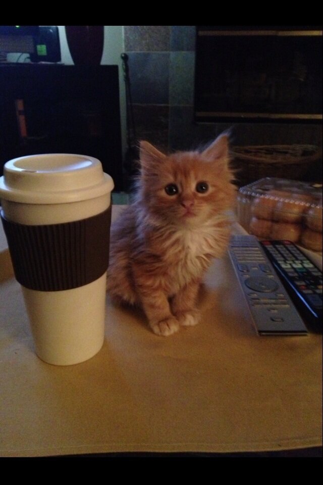 37 Cats Who Are Flat - The Dodo