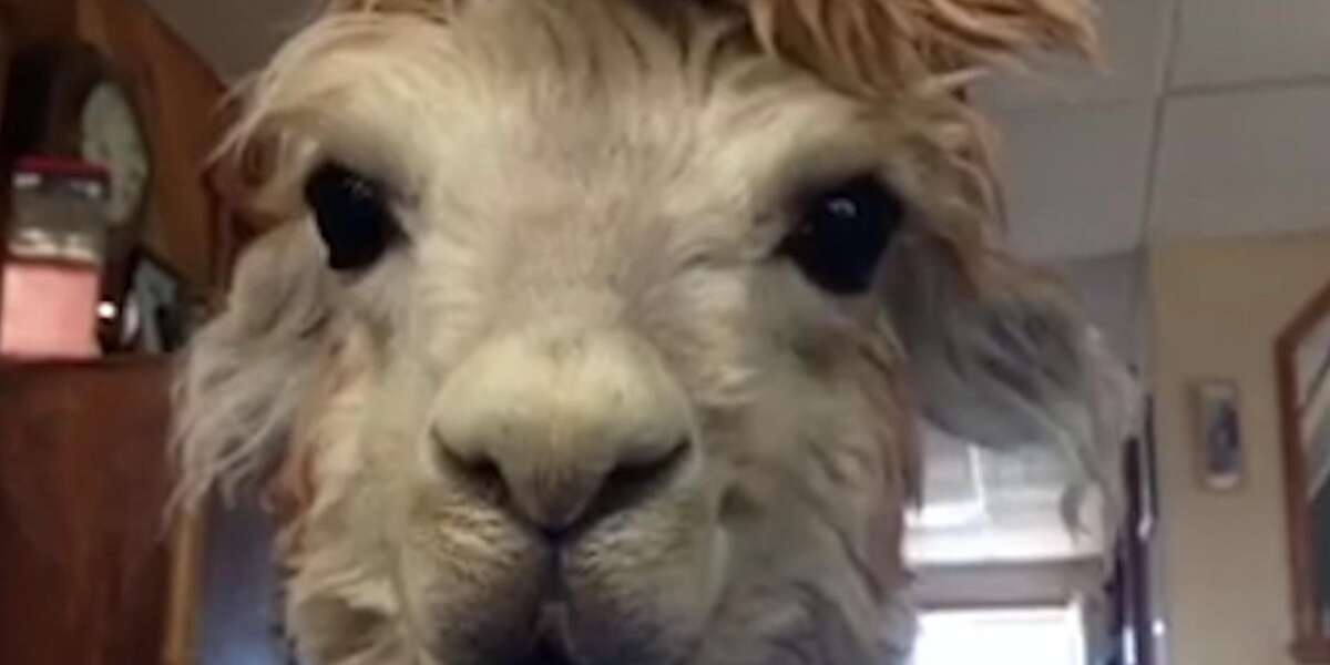 Tiny Alpaca Knows She S Fabulous The Dodo