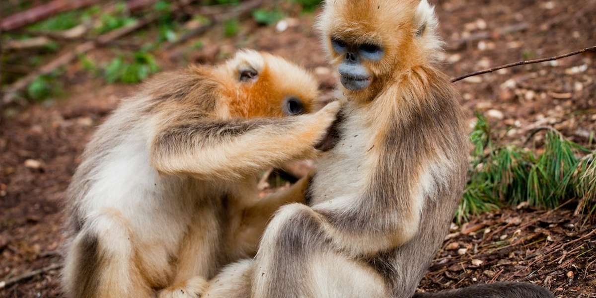 Monkey Comforts His Wife In Her Last Moments - The Dodo