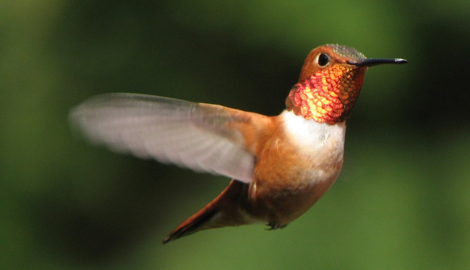 Little Hummingbird Who Lost His Way Gets A Free Ride South Aboard A ...