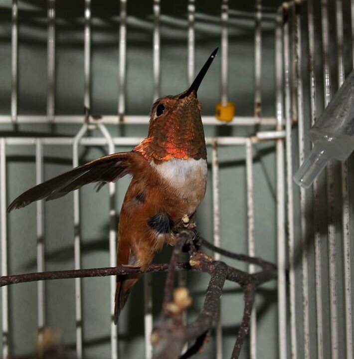 Little Hummingbird Who Lost His Way Gets A Free Ride South Aboard A ...