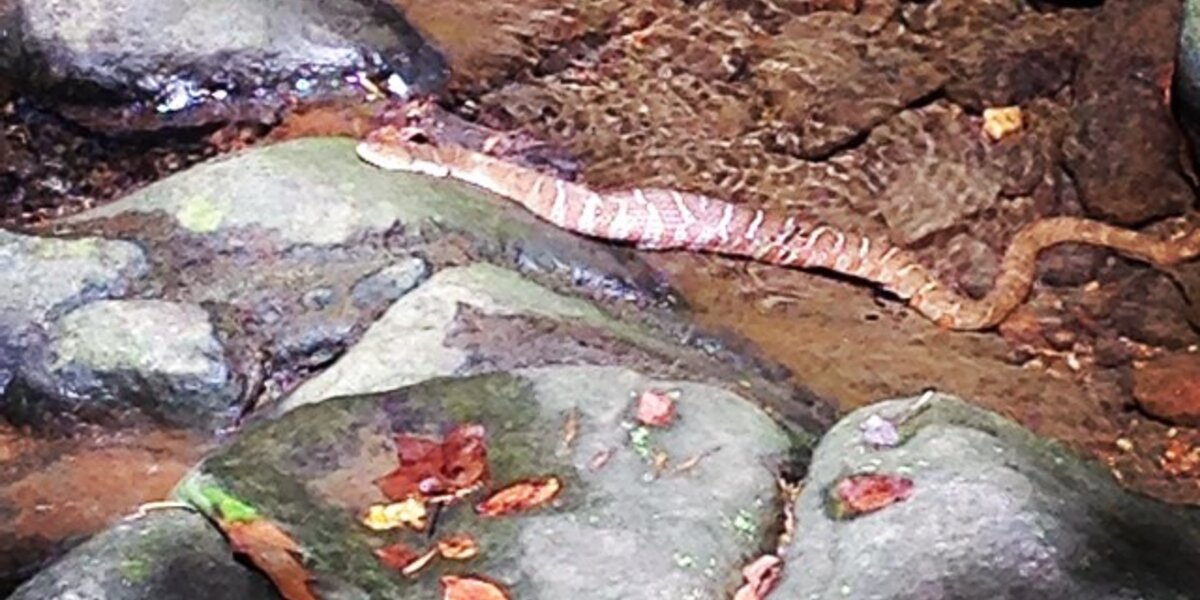 Oh, hi snake. - The Dodo