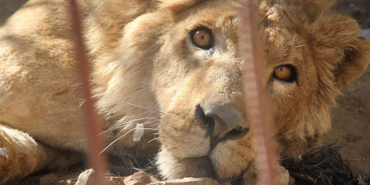 Last 2 Mosul Zoo Animals Get Food And Veterinary Care - The Dodo