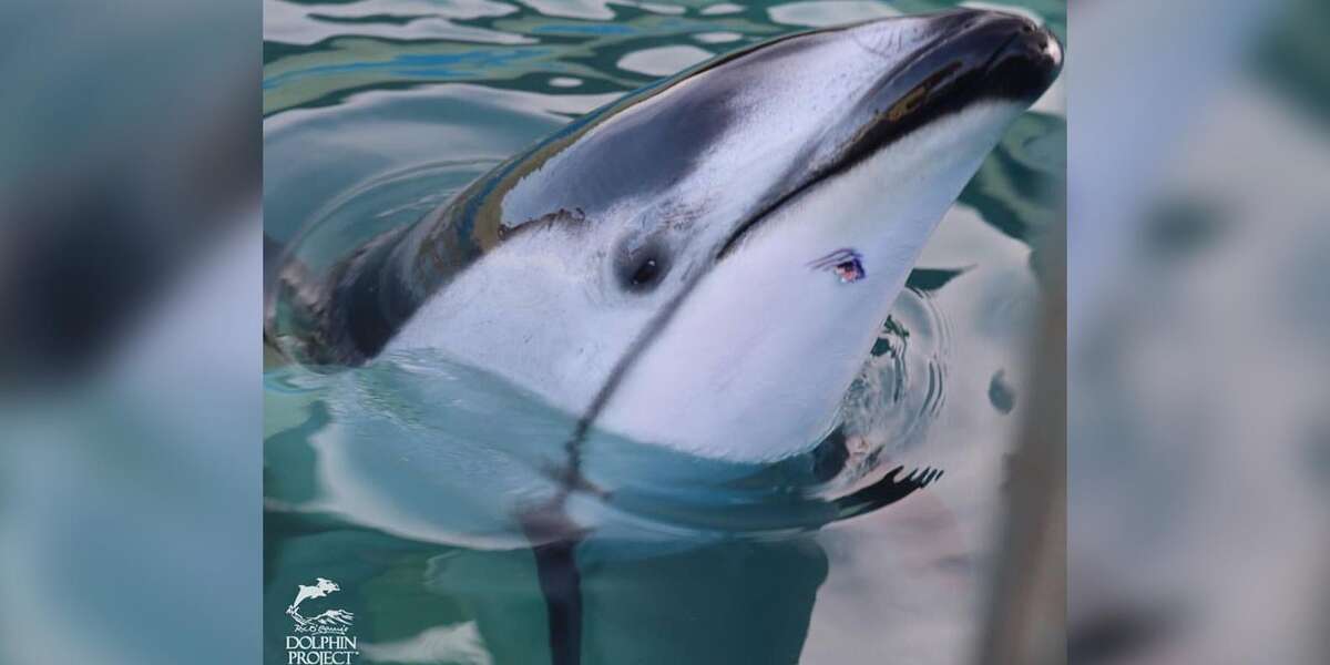 Dolphins Beat Each Other Up Because They’re So Stressed In Tiny Tank ...