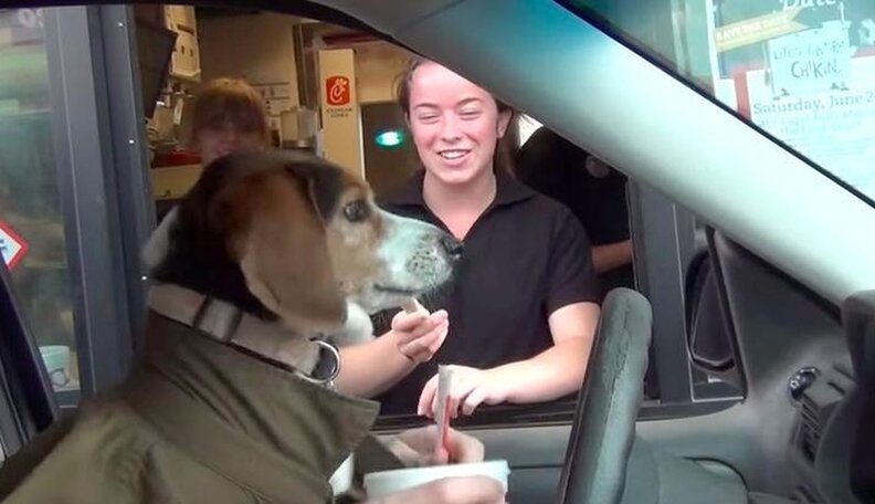 Dog Rolls Through Drive-Thru Windows, Totally Charms Everybody - The Dodo