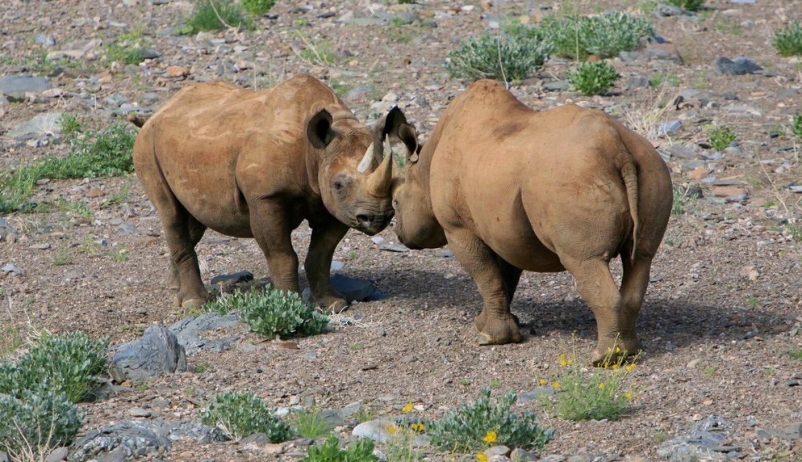 9 Amazing Facts About Rhinos That Will Make You Want To Save Them - The ...