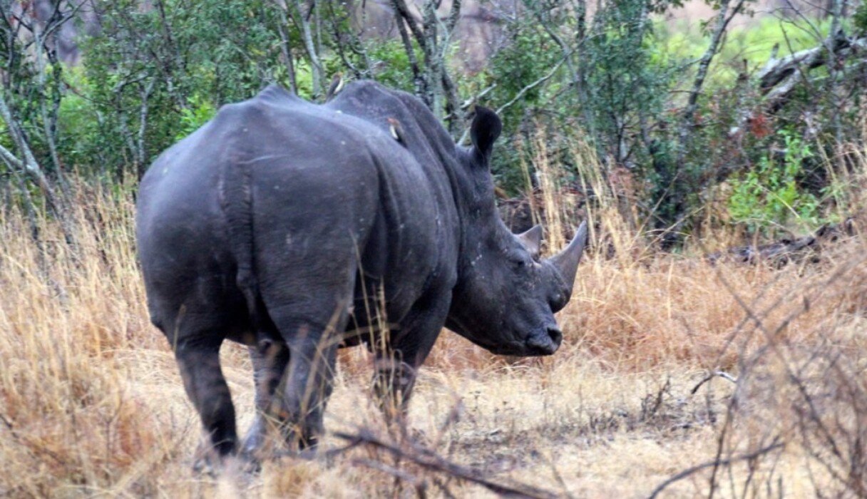 9 Amazing Facts About Rhinos That Will Make You Want To Save Them - The ...