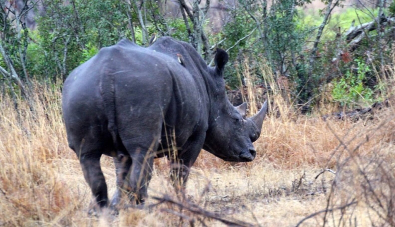 9 Amazing Facts About Rhinos That Will Make You Want To Save Them - The ...