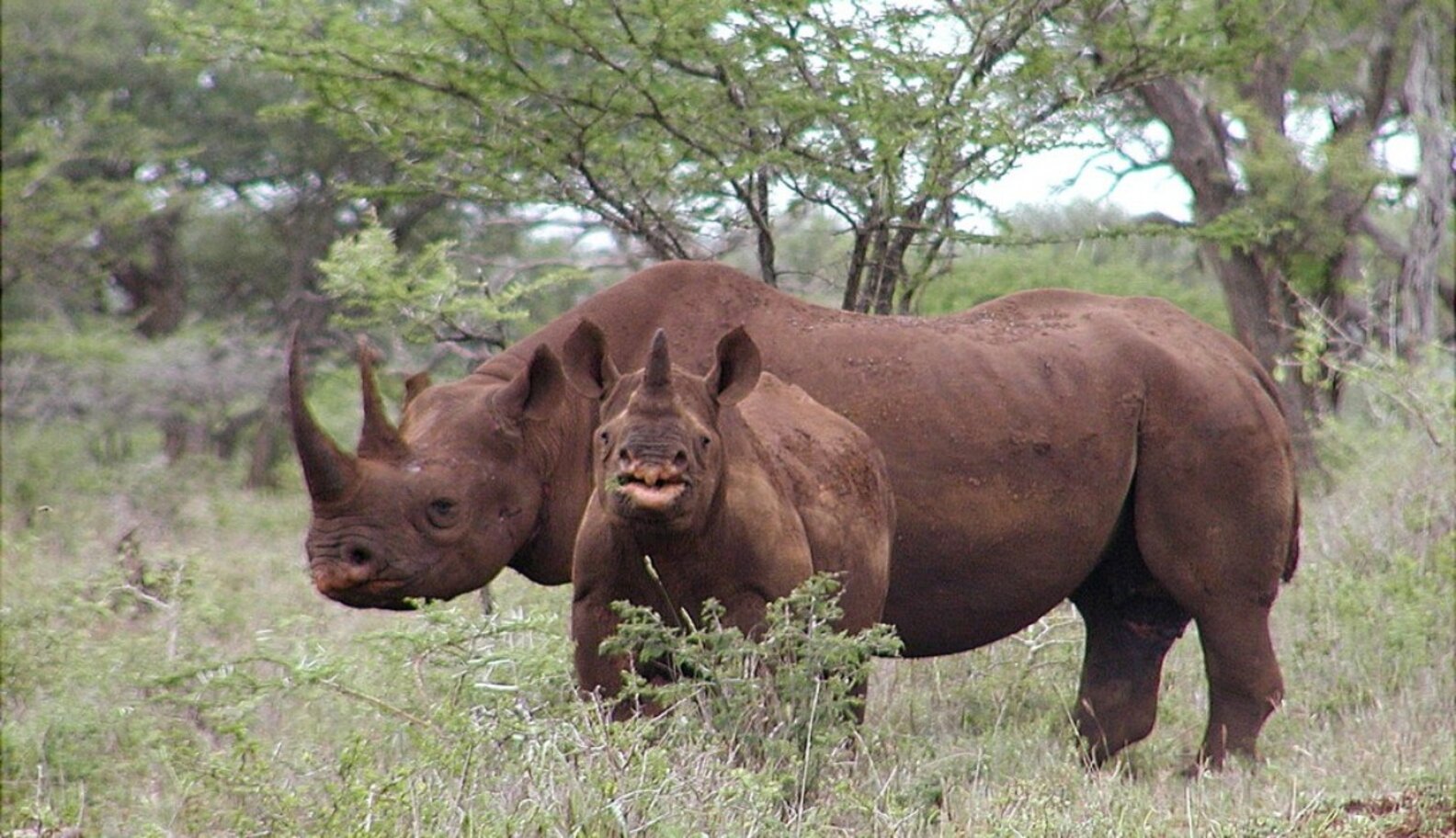 9 Amazing Facts About Rhinos That Will Make You Want To Save Them - The ...