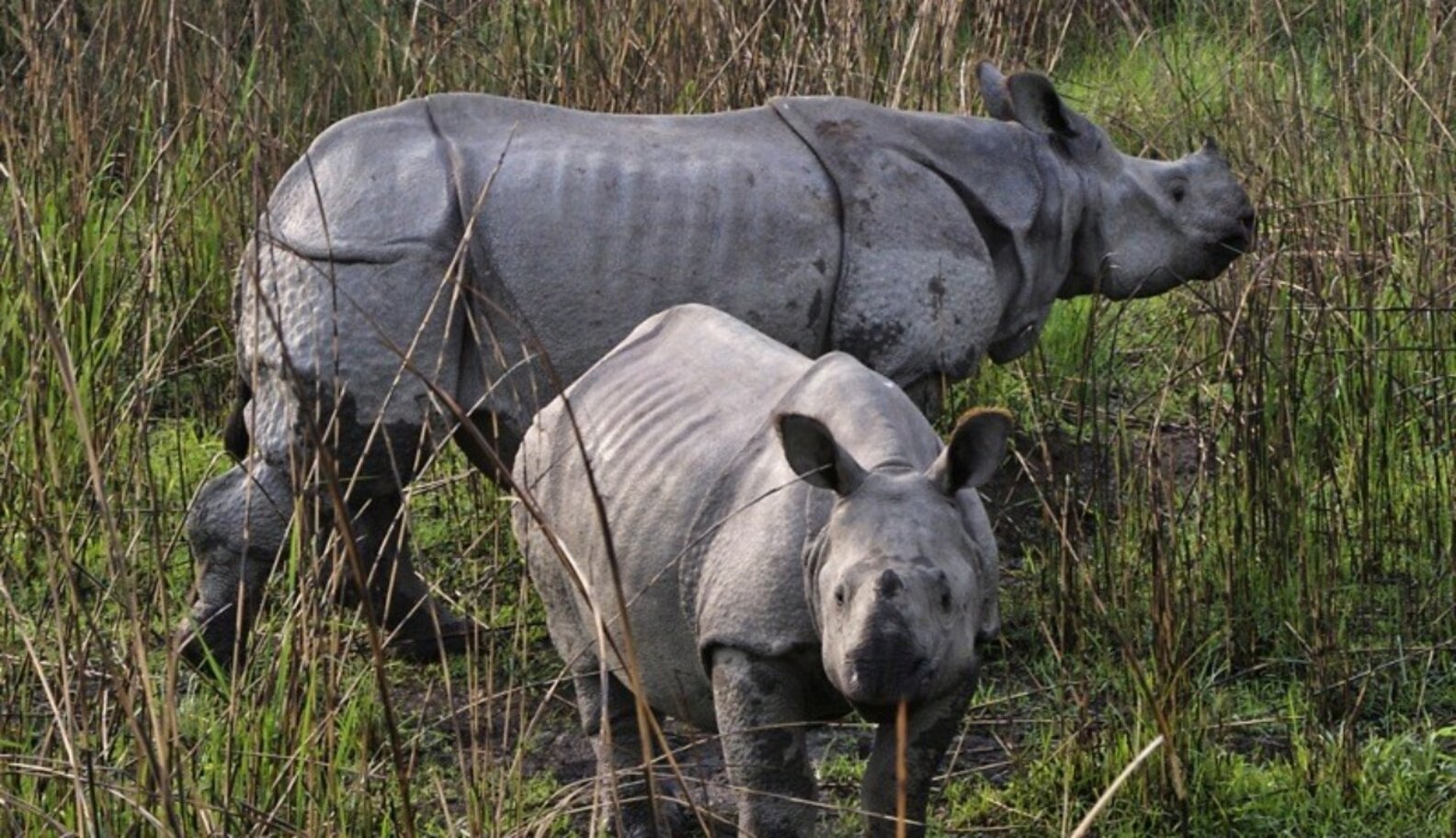 9 Amazing Facts About Rhinos That Will Make You Want To Save Them - The ...