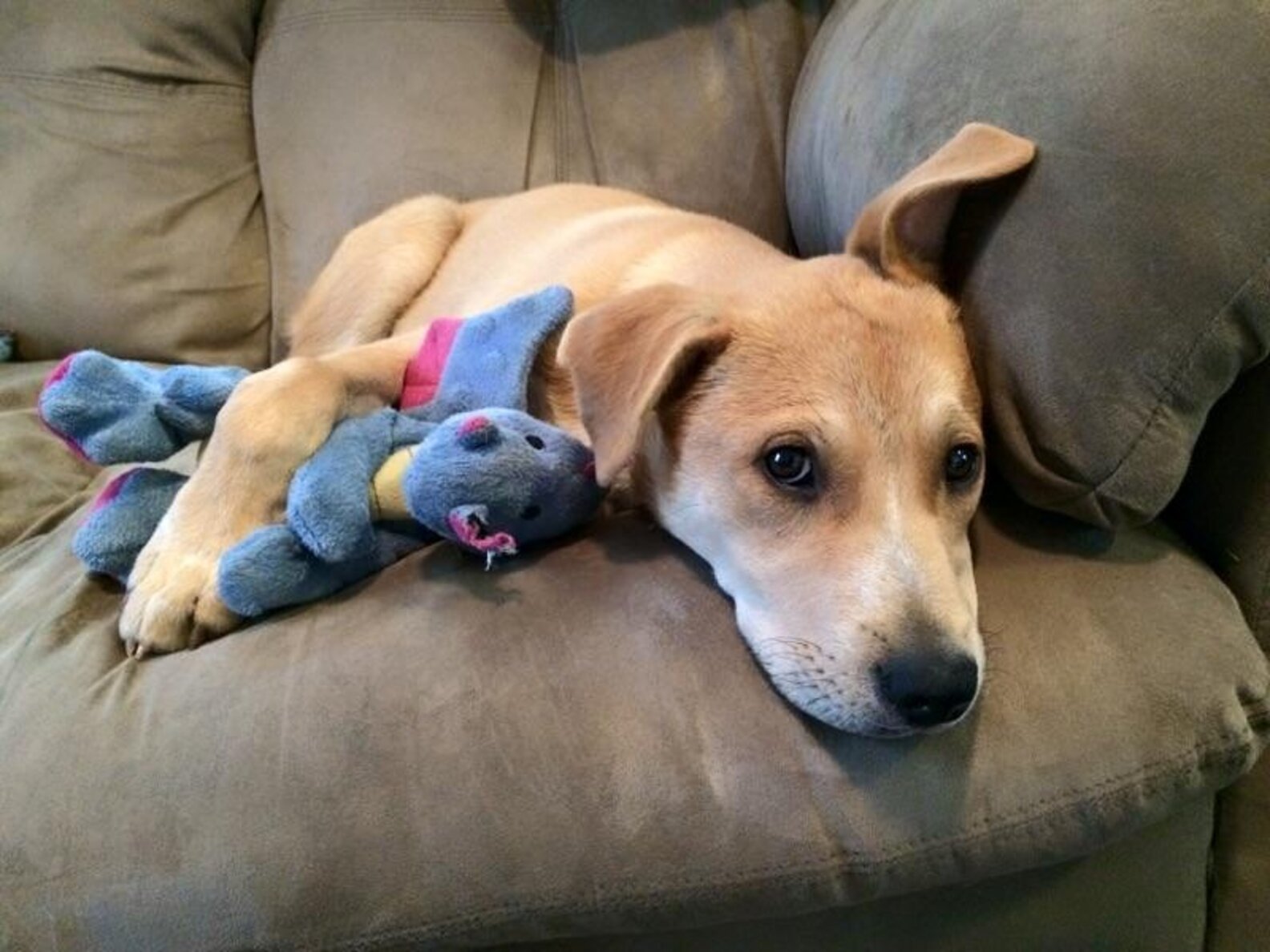 Proof That Rescues Are The Best Breed, Hands Down - The Dodo