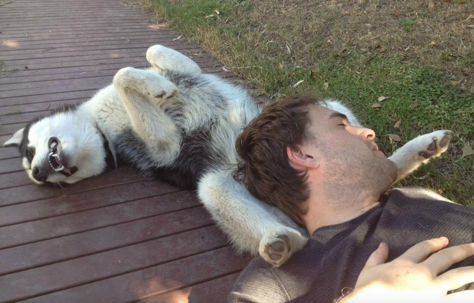 Proof That Rescues Are The Best Breed, Hands Down - The Dodo