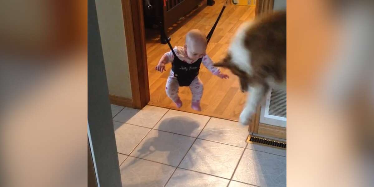 Dog Teaches Baby How To Bounce - Videos - The Dodo