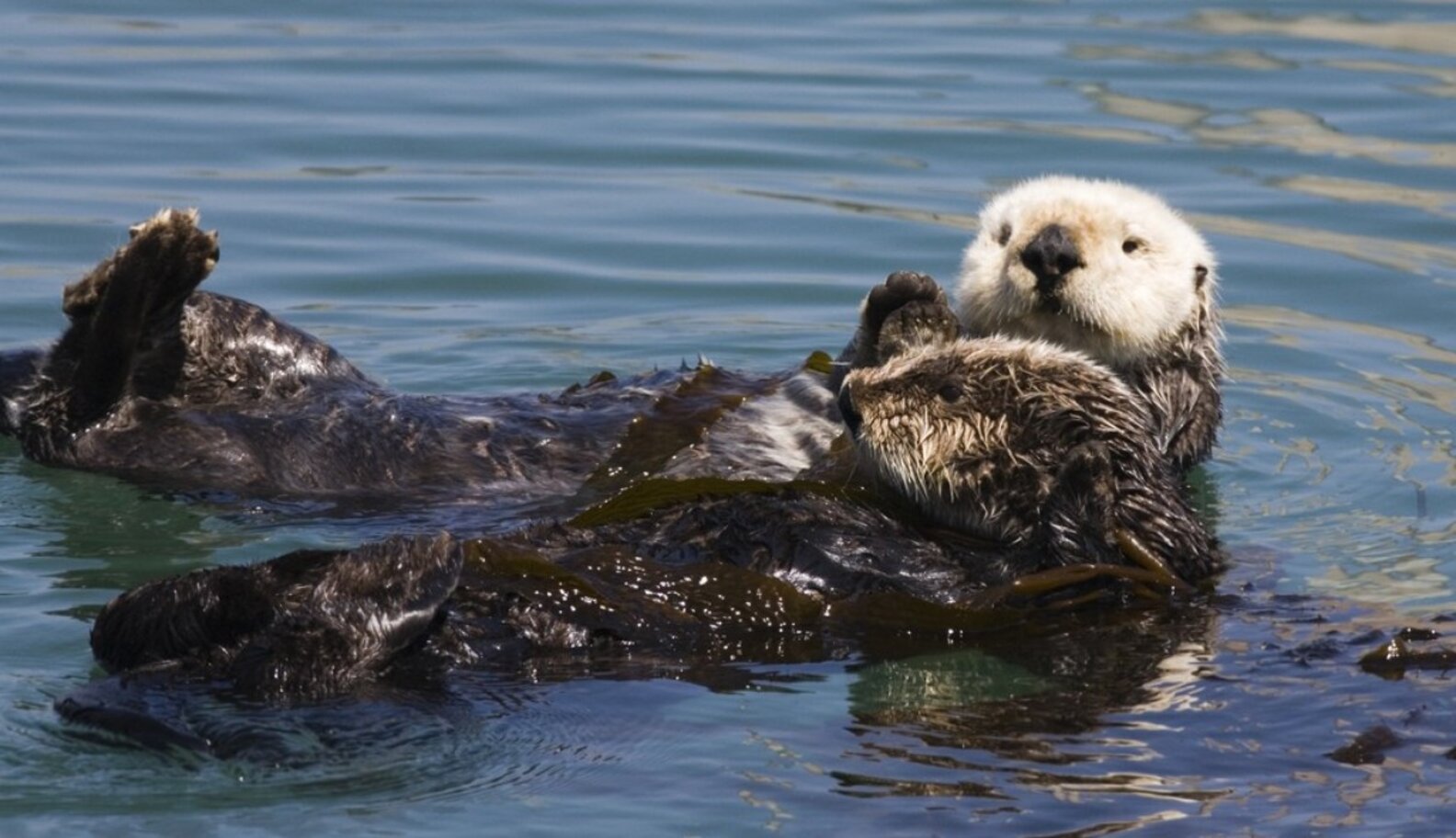 5 Reasons You Should Never Believe That Otters Are Anything But Awesome ...