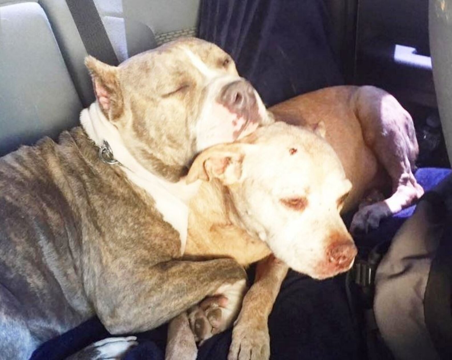 Breaking: Montreal's Pit Bull Ban Just Went Into Effect - The Dodo