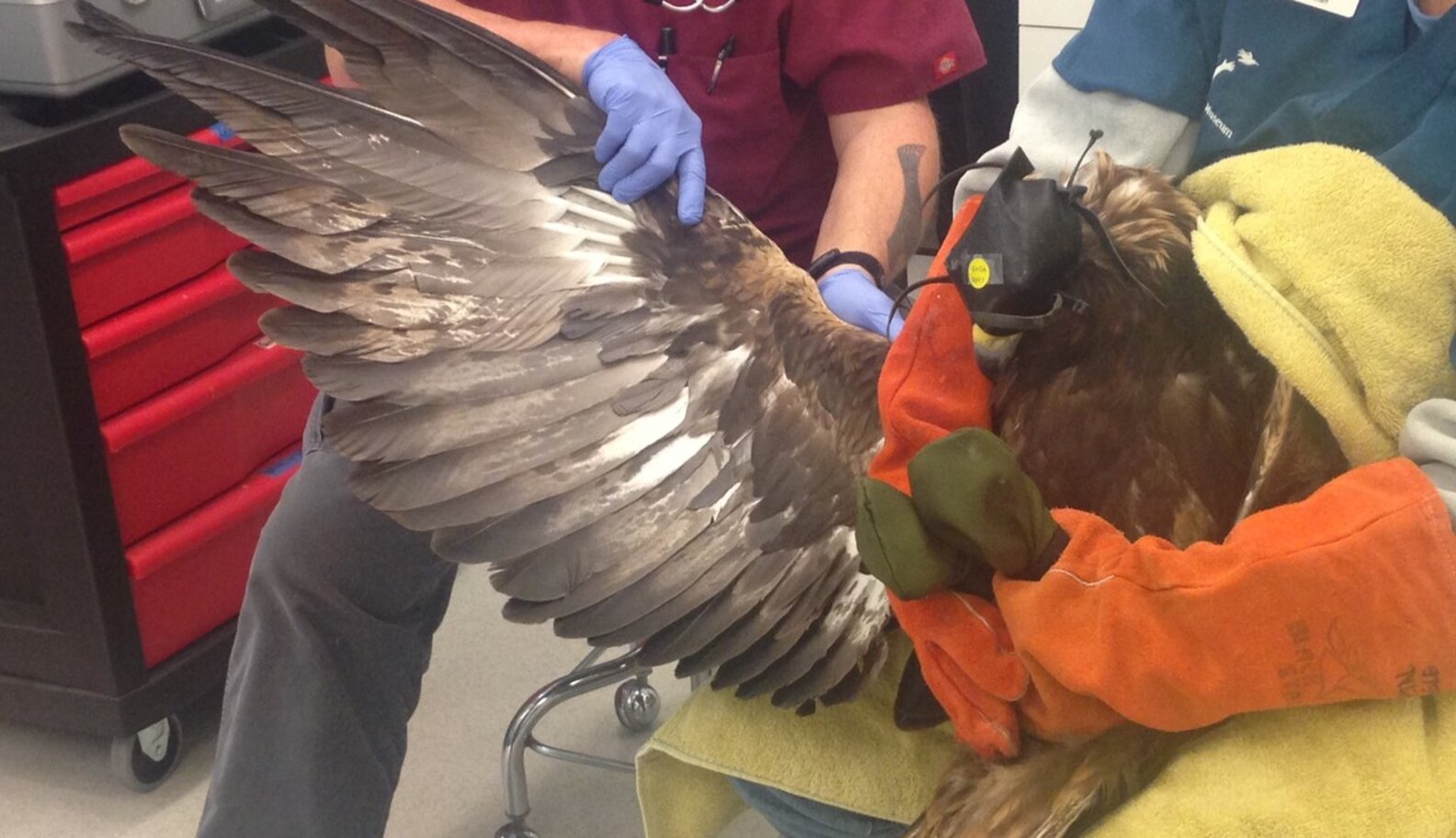 Fierce Golden Eagle Gets Lucky Rescue, Thanks To Kind Firefighters ...