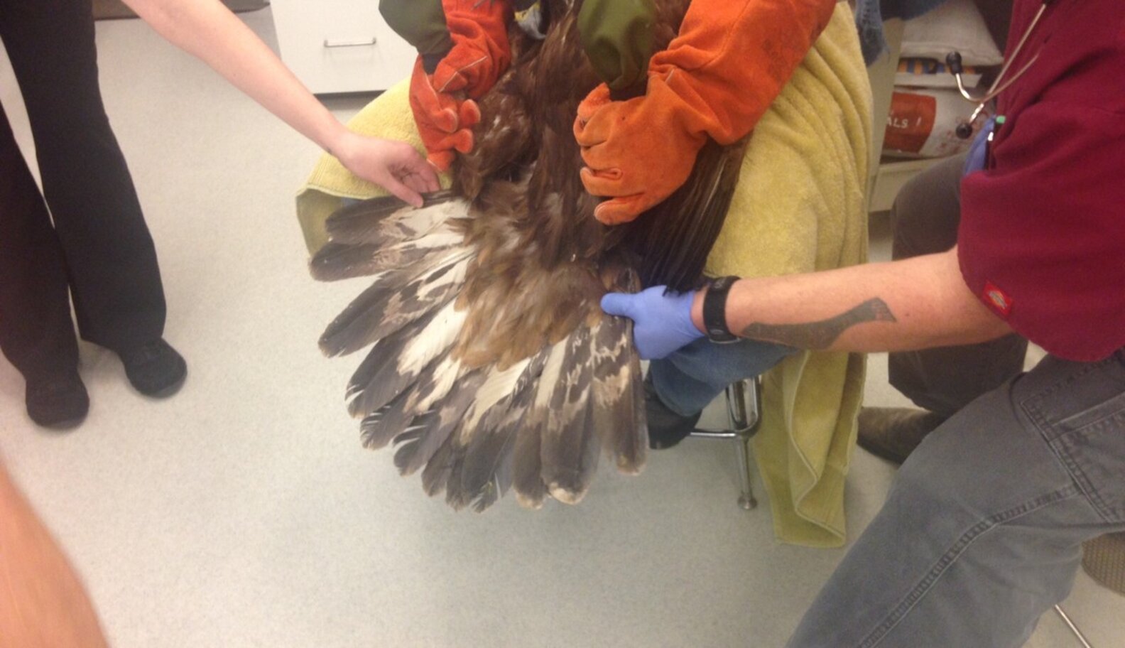 Fierce Golden Eagle Gets Lucky Rescue, Thanks To Kind Firefighters ...