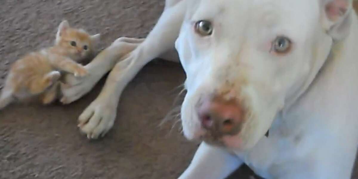 WATCH: Pit Bulls Who Love Their Kittens - The Dodo