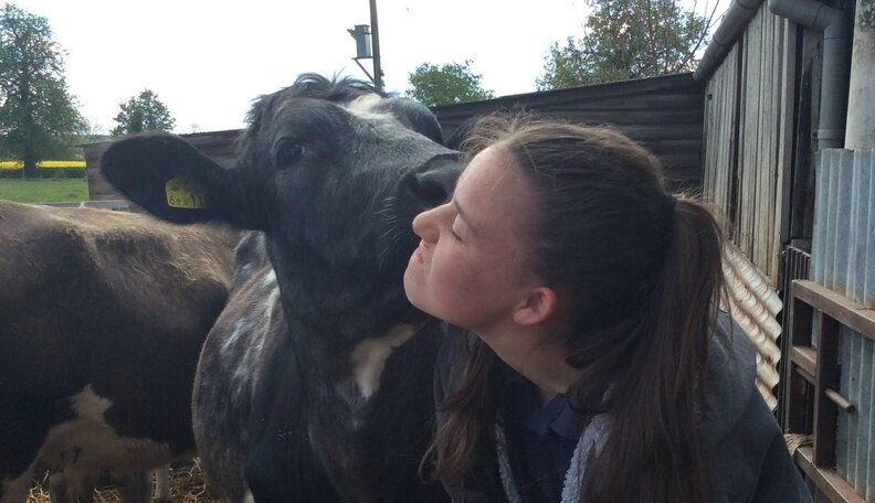 Girl Fights To Purchase Beloved Cow From Beef Farmer Father - The Dodo