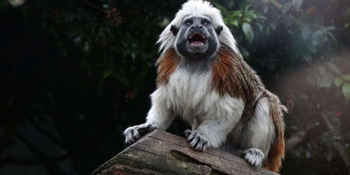 Zoo Blames 'Human Error' For Appalling Death Of 2 Endangered Monkeys ...