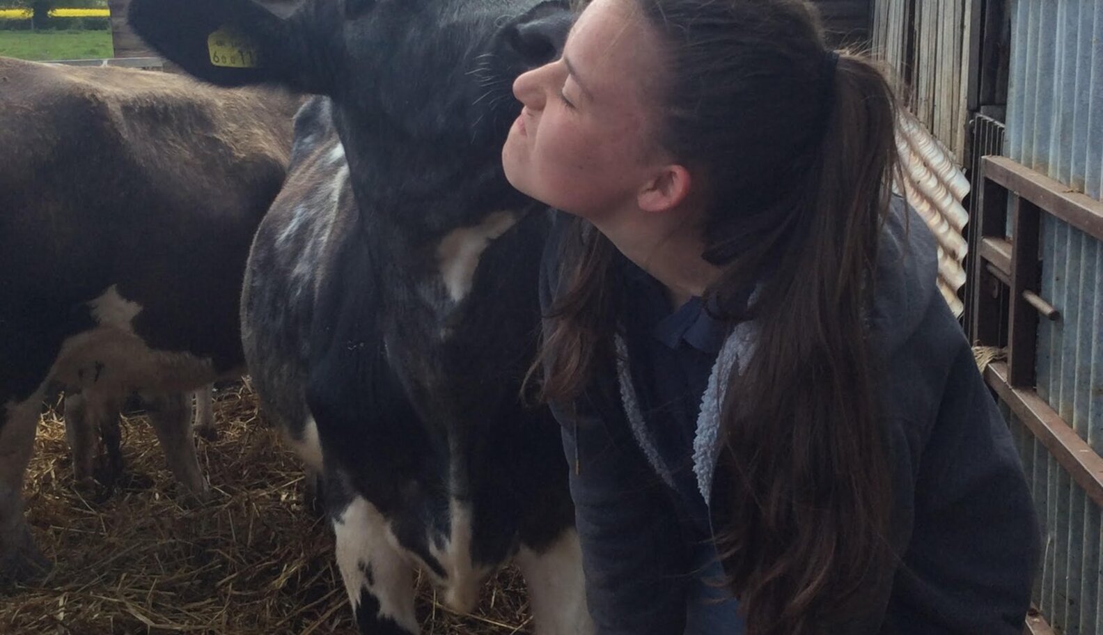 Girl Fights To Purchase Beloved Cow From Beef Farmer Father - The Dodo