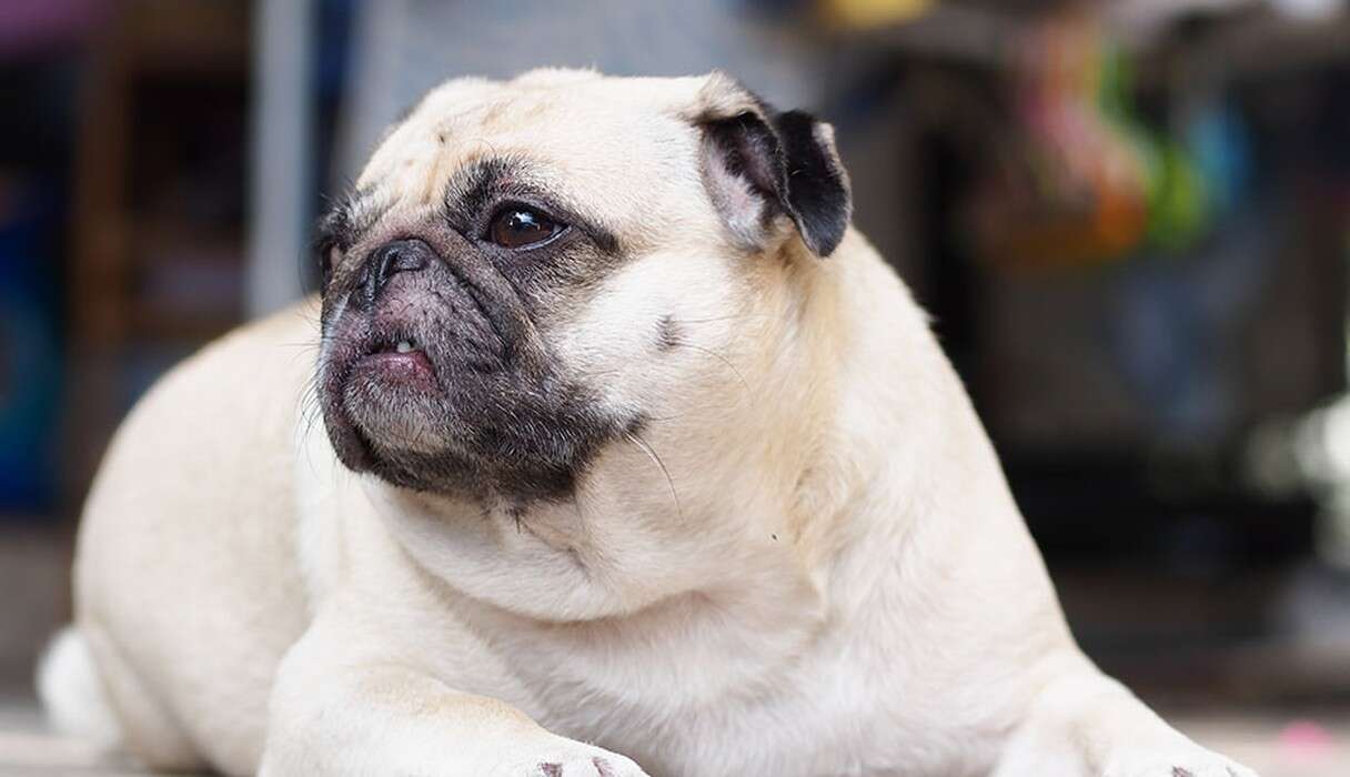 Why Are Pugs Faces Deformed