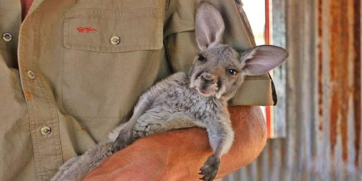 Ruby The Rescued Baby Kangaroo Loves To Be Snuggled - The Dodo