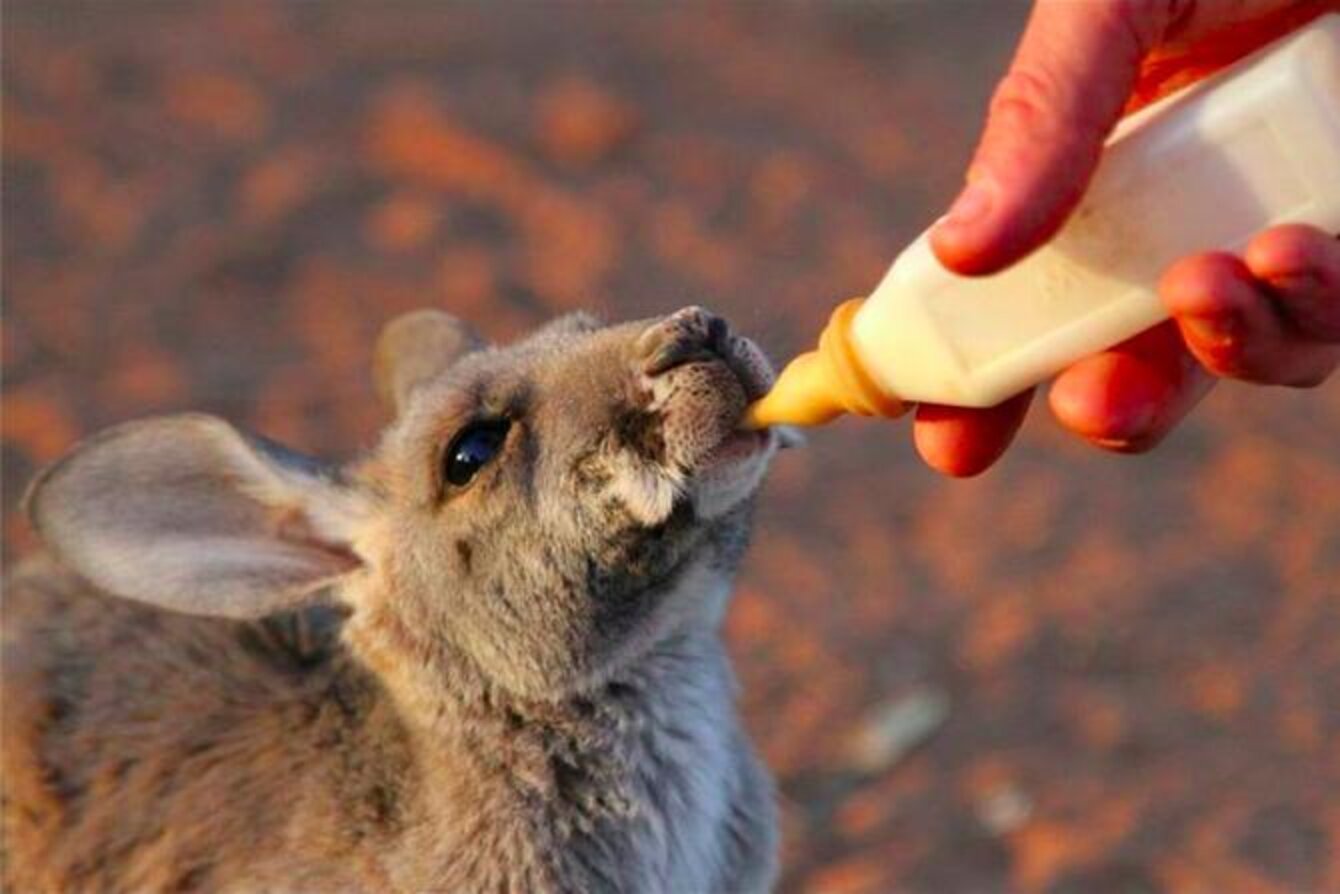 Ruby The Rescued Baby Kangaroo Loves To Be Snuggled - The Dodo