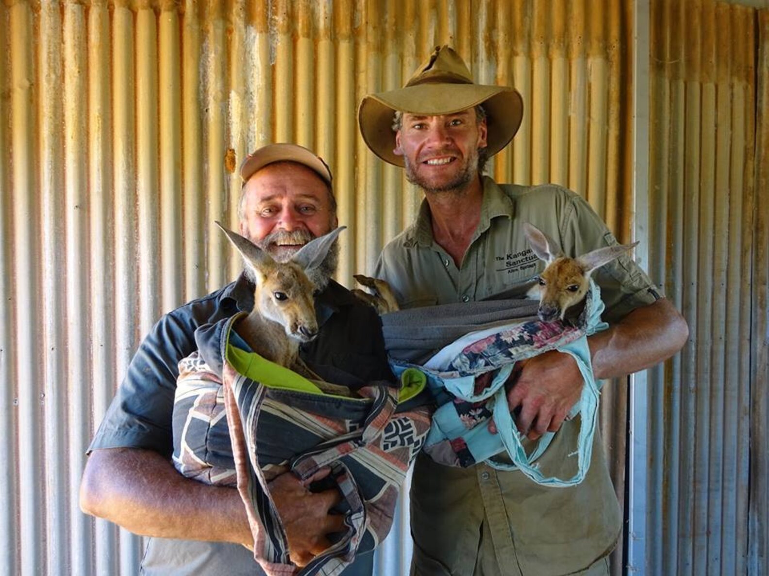 Ruby The Rescued Baby Kangaroo Loves To Be Snuggled - The Dodo